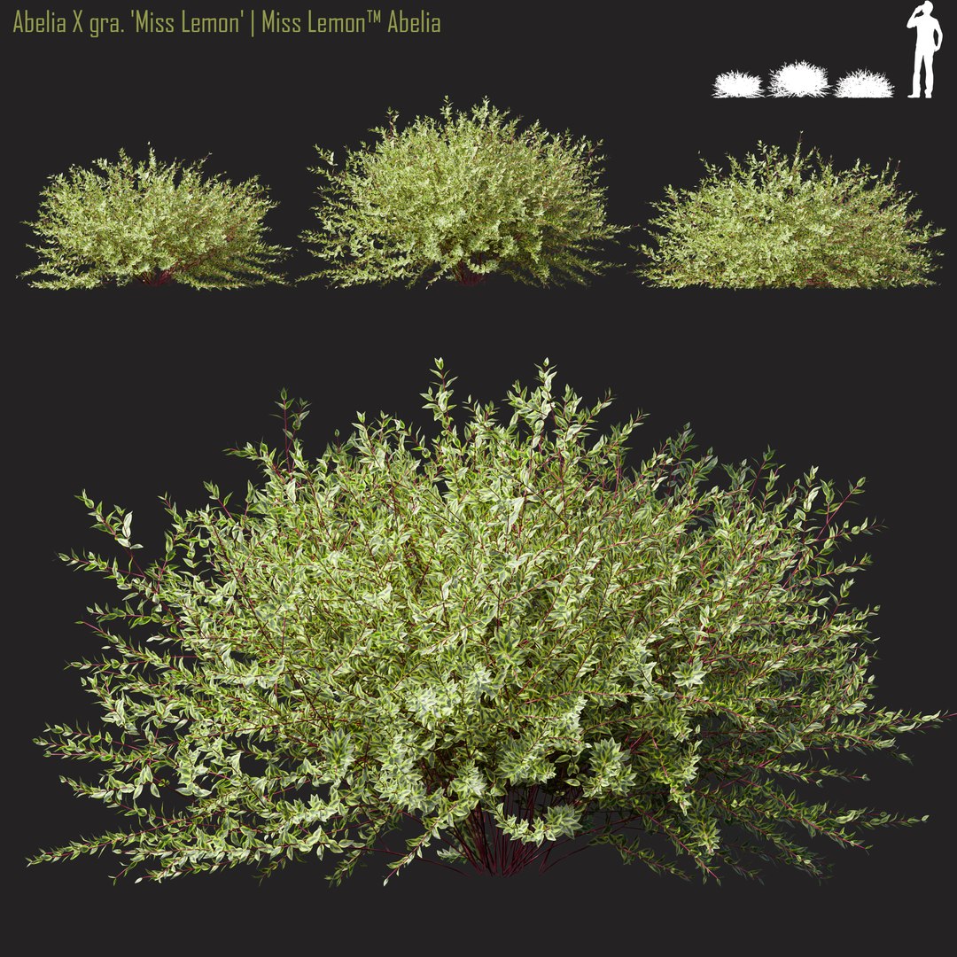 Miss Lemon 3D model - TurboSquid 1791615