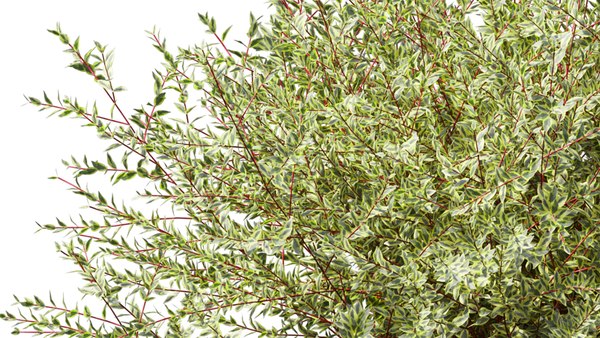 Miss Lemon 3D model - TurboSquid 1791615