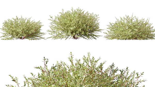 Miss Lemon 3D model - TurboSquid 1791615