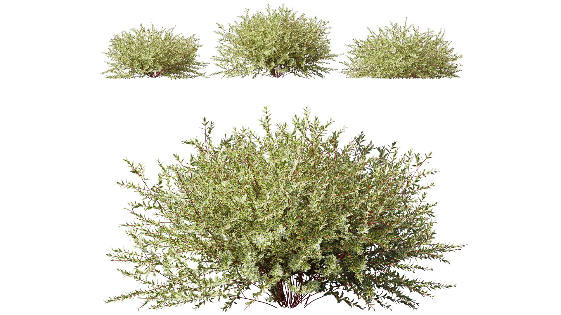 Miss Lemon 3D model - TurboSquid 1791615