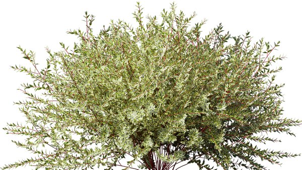 Miss Lemon 3D model - TurboSquid 1791615