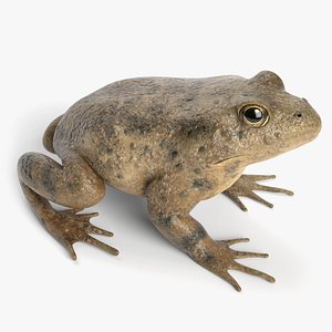 3D Toad Models - Browse & Download Formats - TurboSquid