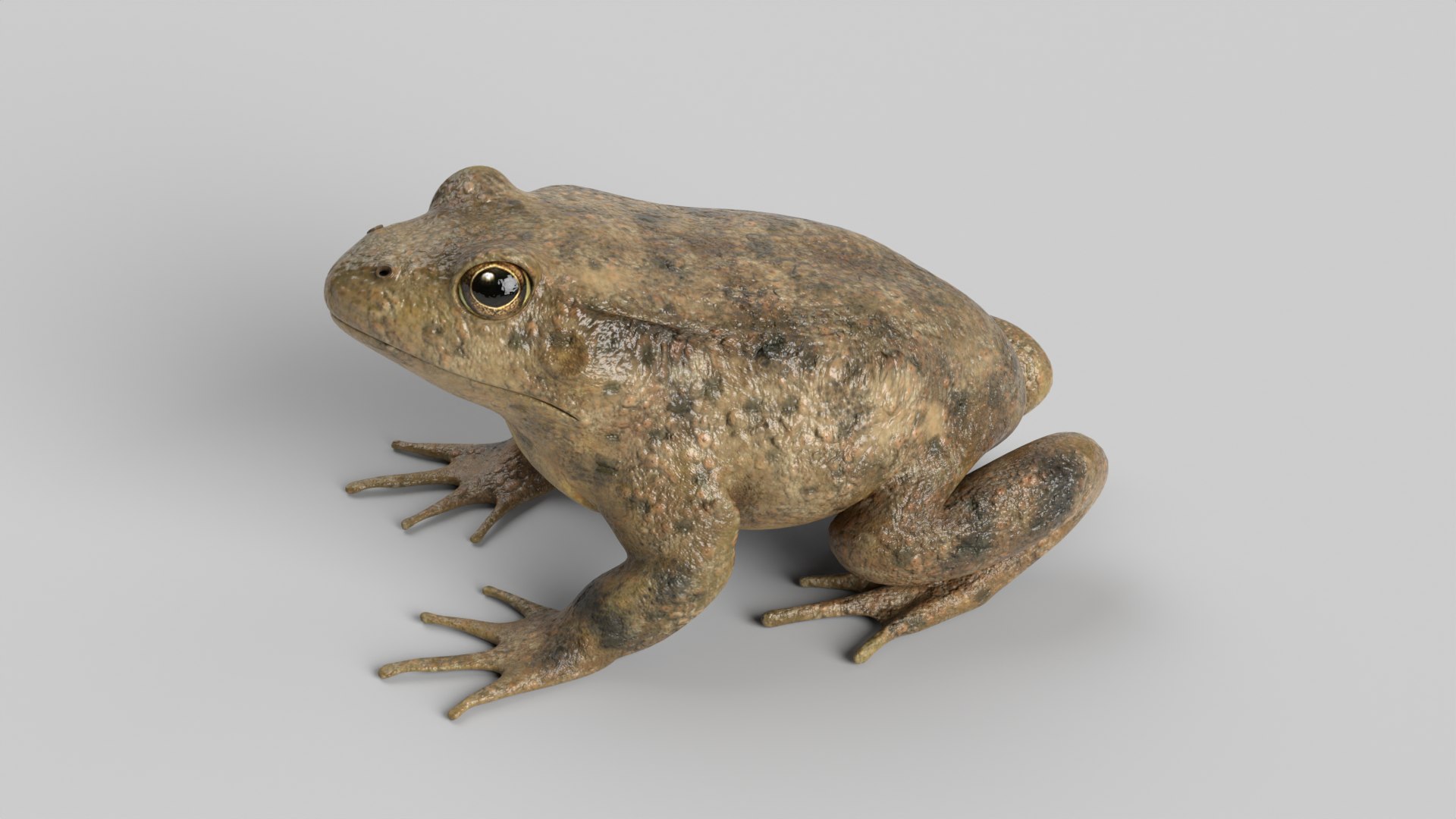 Toad Animated Model - TurboSquid 2187290
