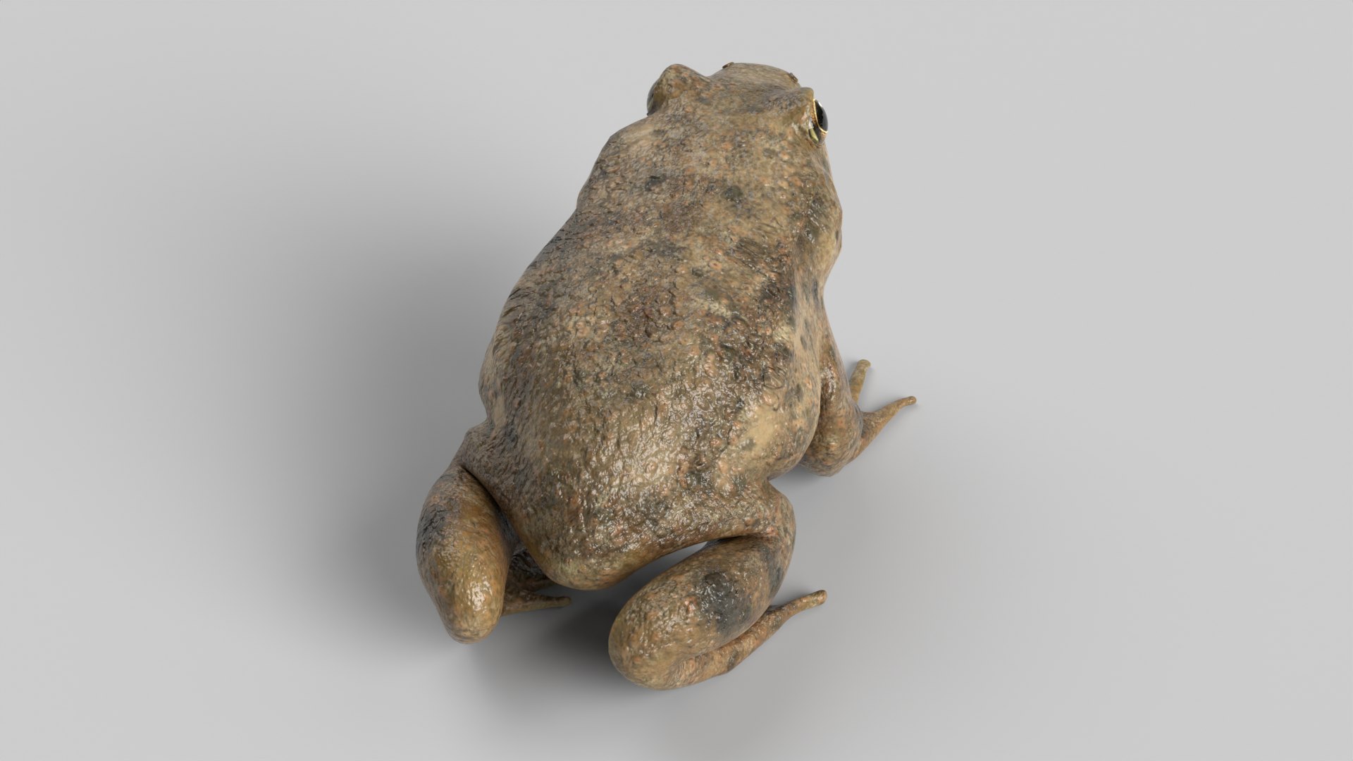 Toad Animated Model - TurboSquid 2187290