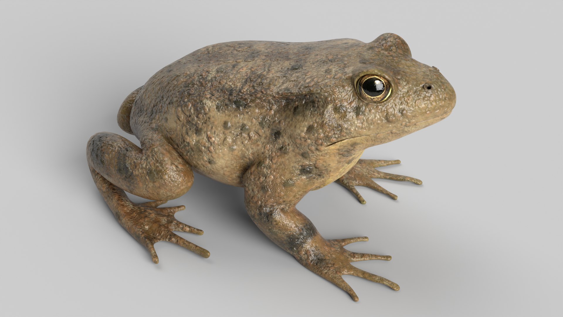 Toad Animated Model - TurboSquid 2187290