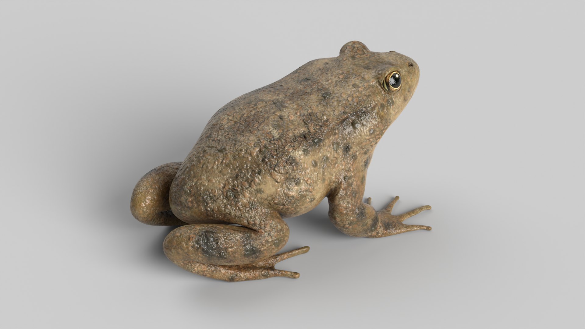 Toad Animated Model - TurboSquid 2187290