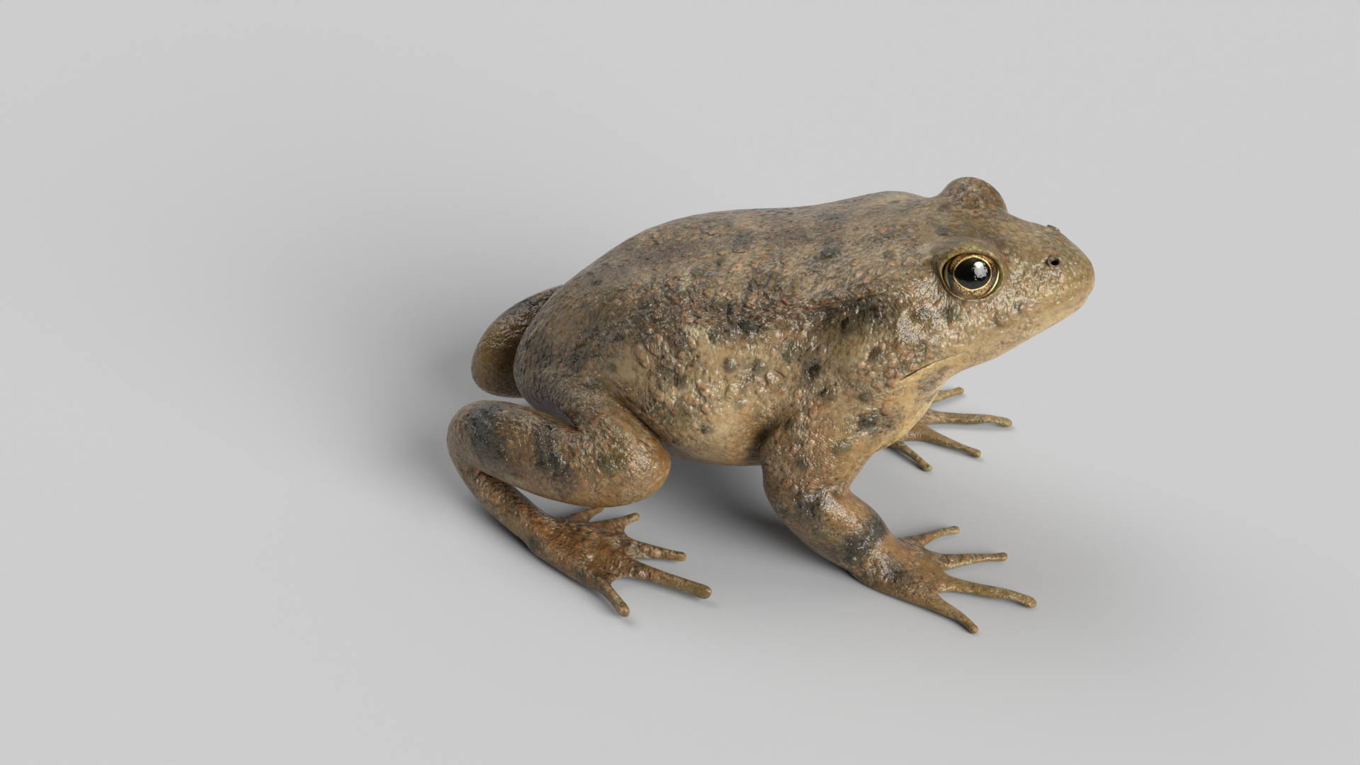 Toad Animated Model - TurboSquid 2187290