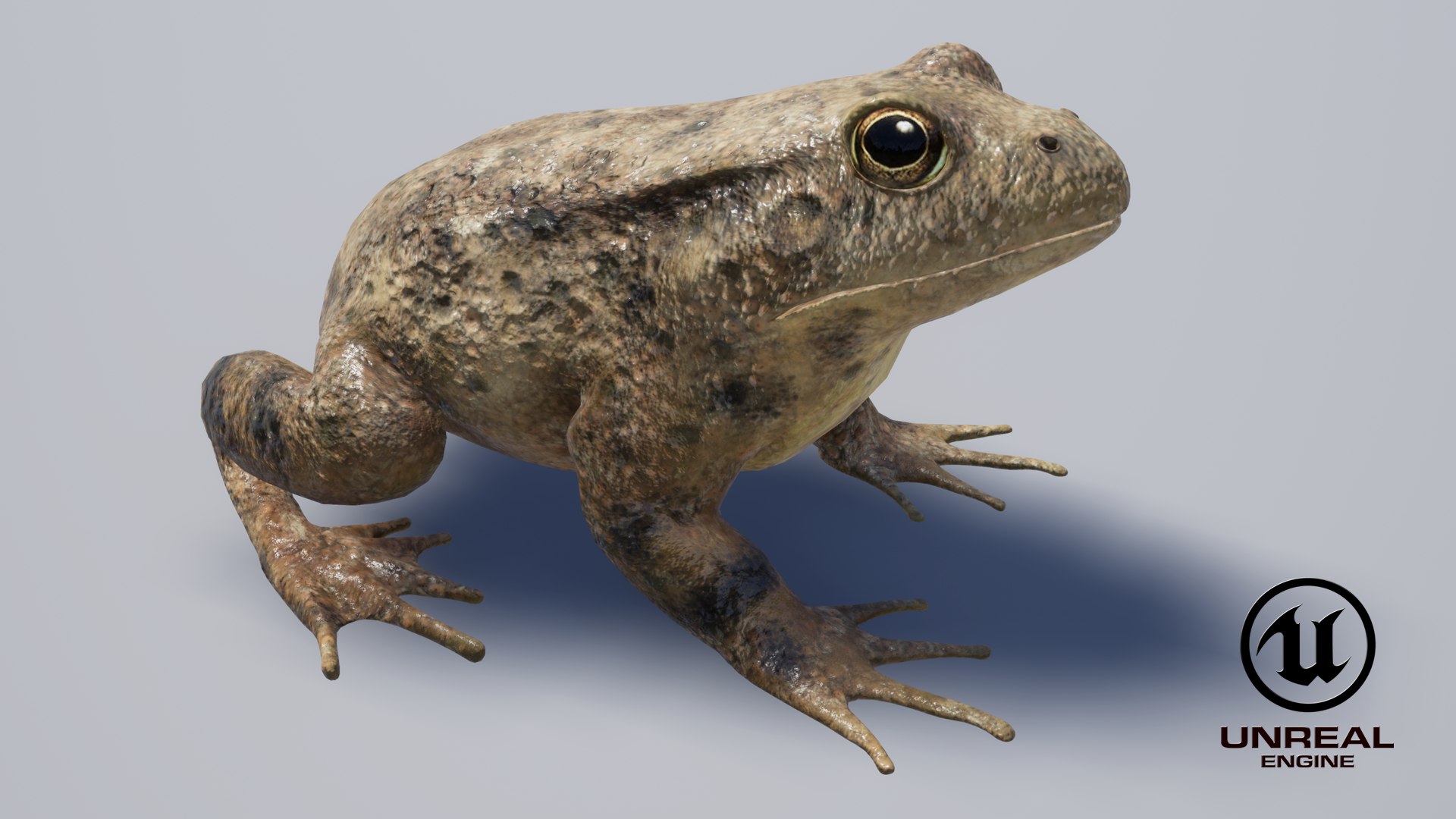 Toad Animated Model - TurboSquid 2187290