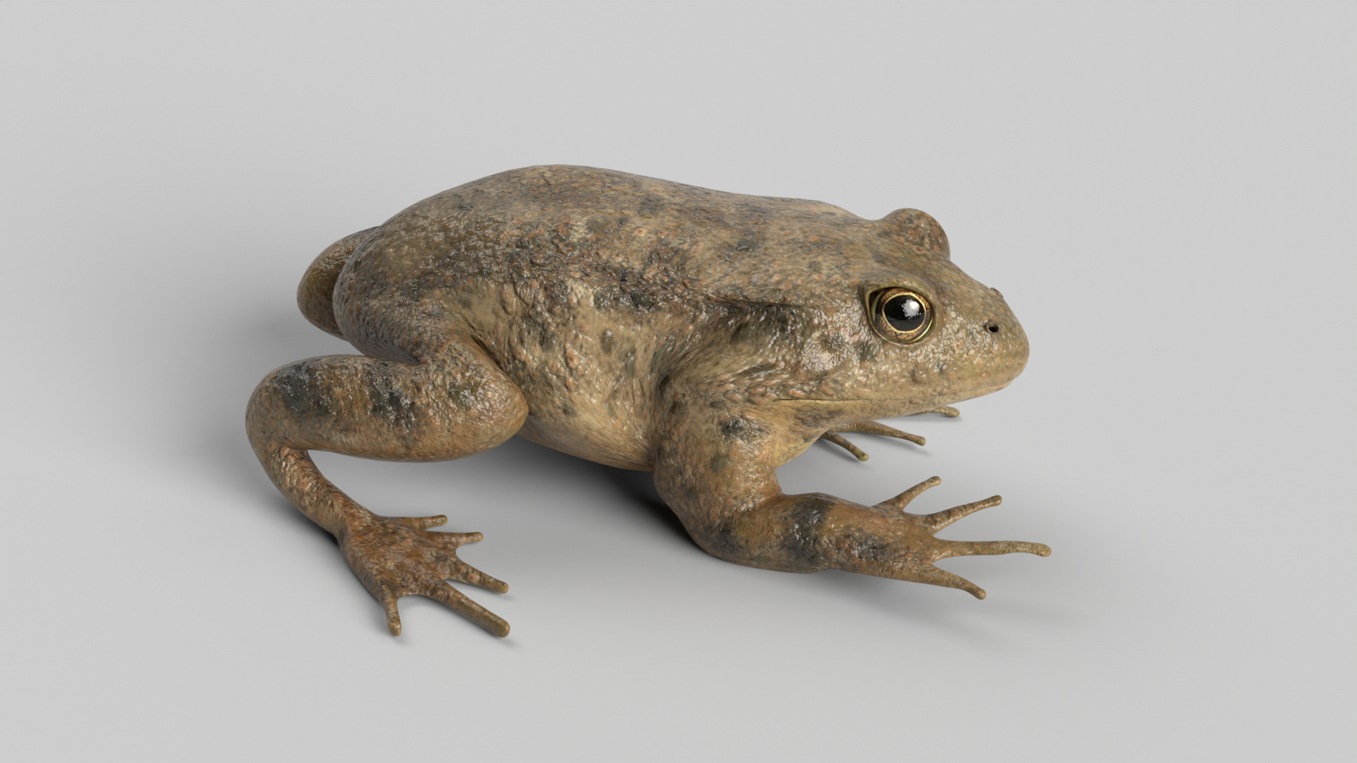 Toad Animated Model - TurboSquid 2187290