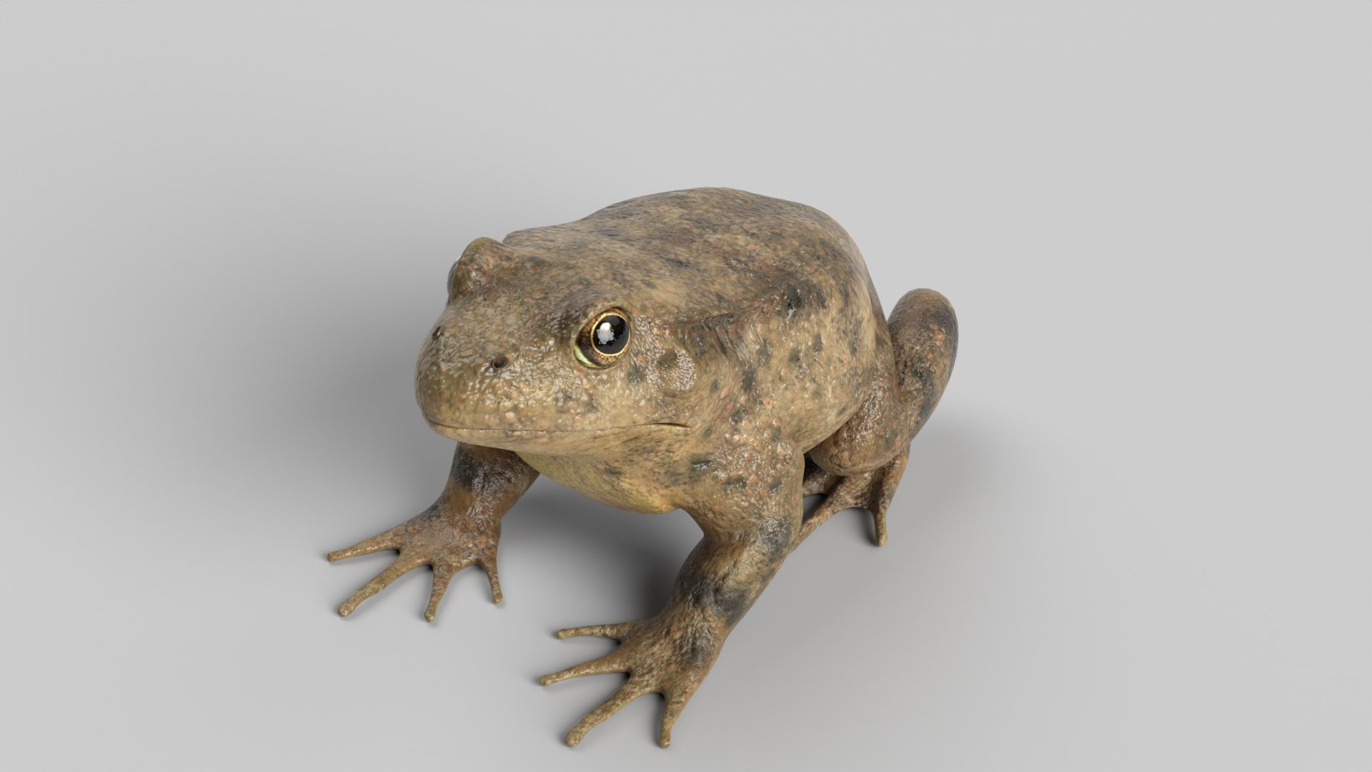 Toad Animated Model - TurboSquid 2187290