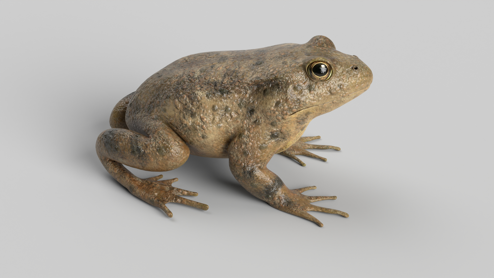 Toad Animated Model - TurboSquid 2187290