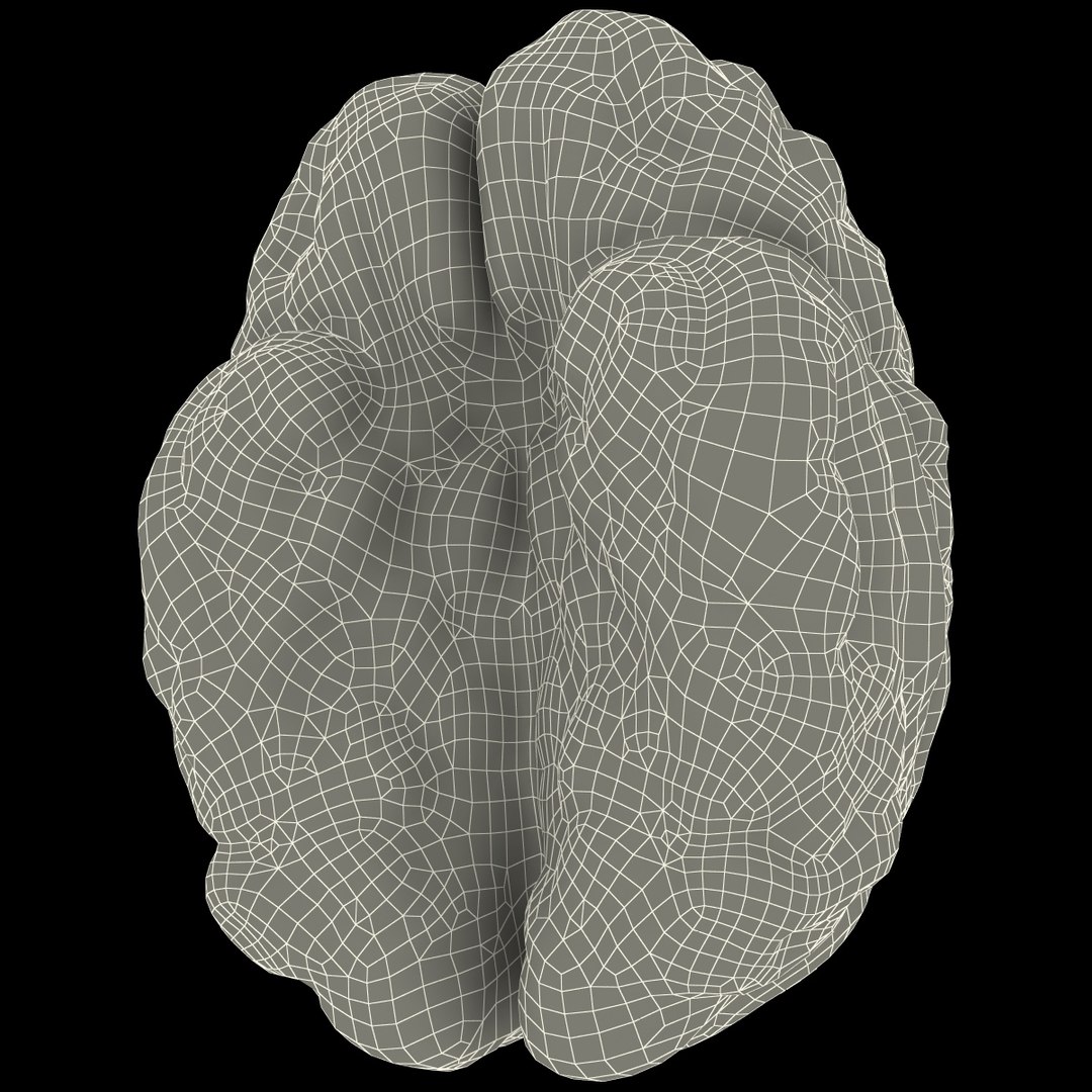 3d model human brain