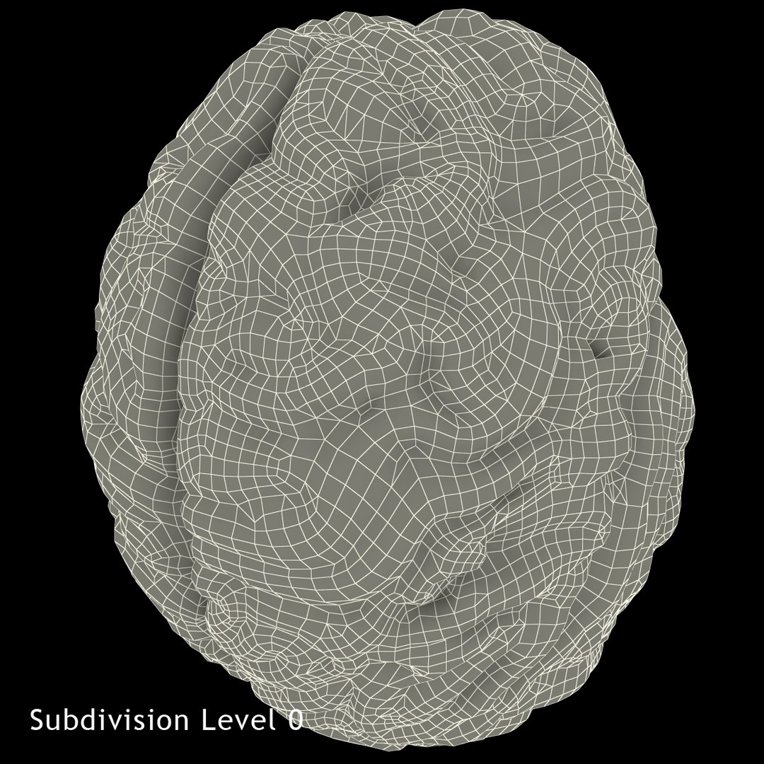 3d model human brain