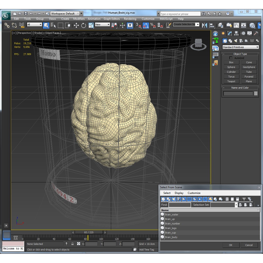 3d model human brain