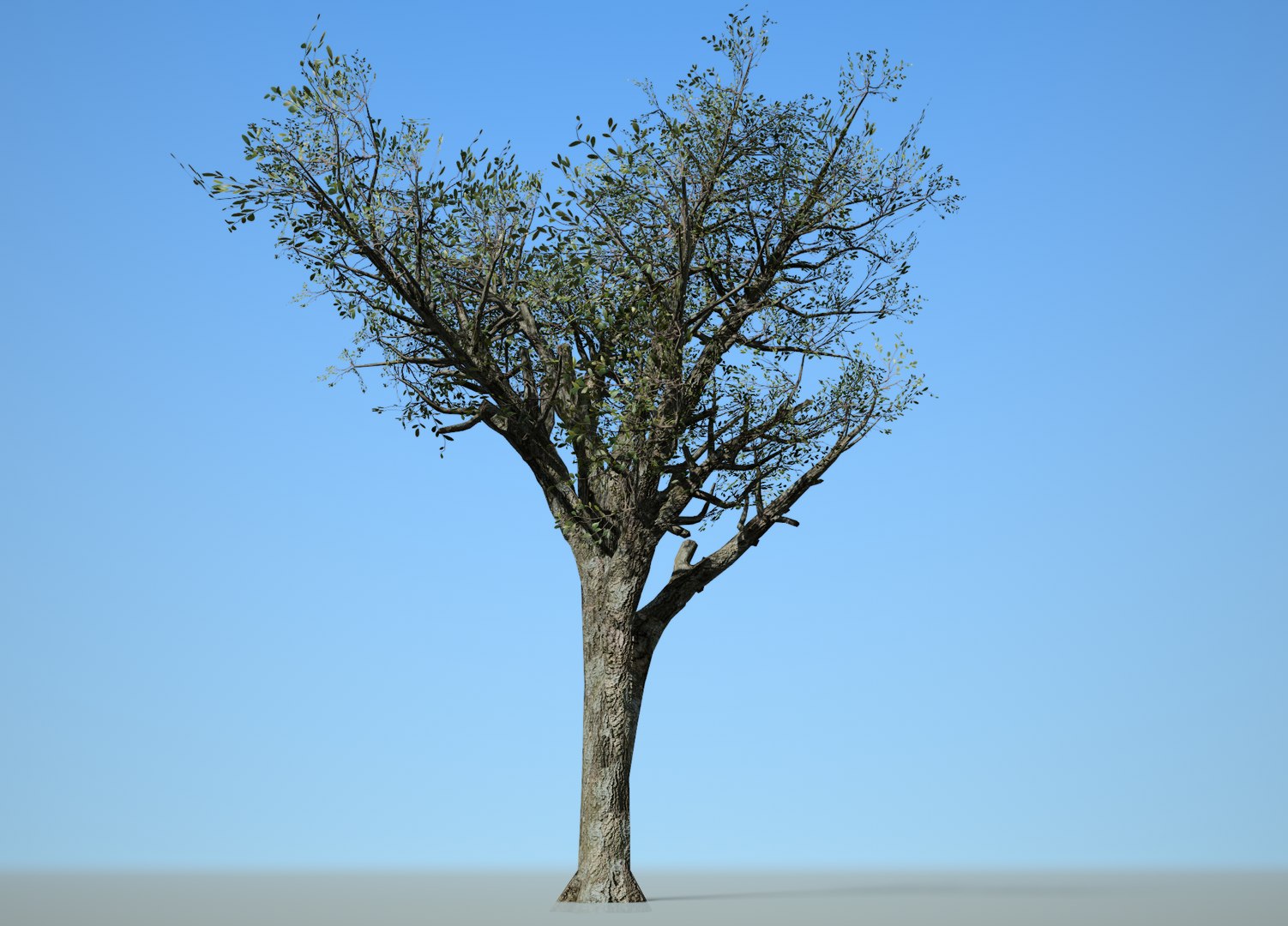 3D Broadleaf 004 - TurboSquid 1731552