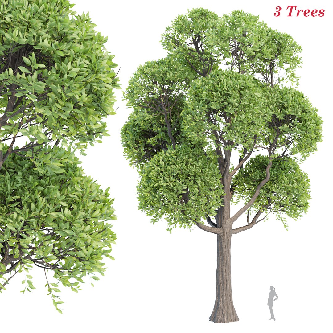 3D Model Outdoor Trees Collection Vol 93 - TurboSquid 1964515