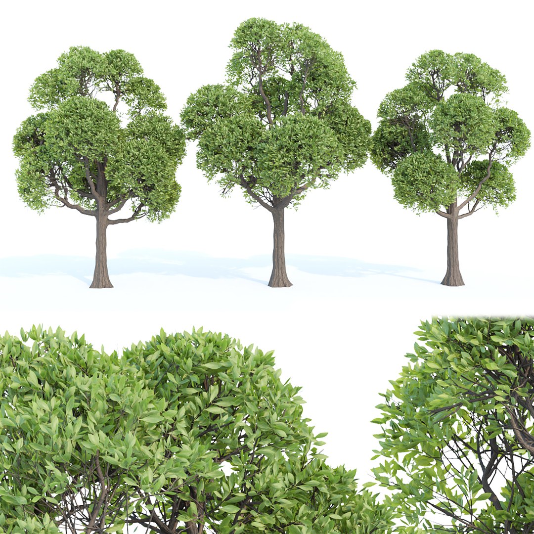 3D Model Outdoor Trees Collection Vol 93 - TurboSquid 1964515