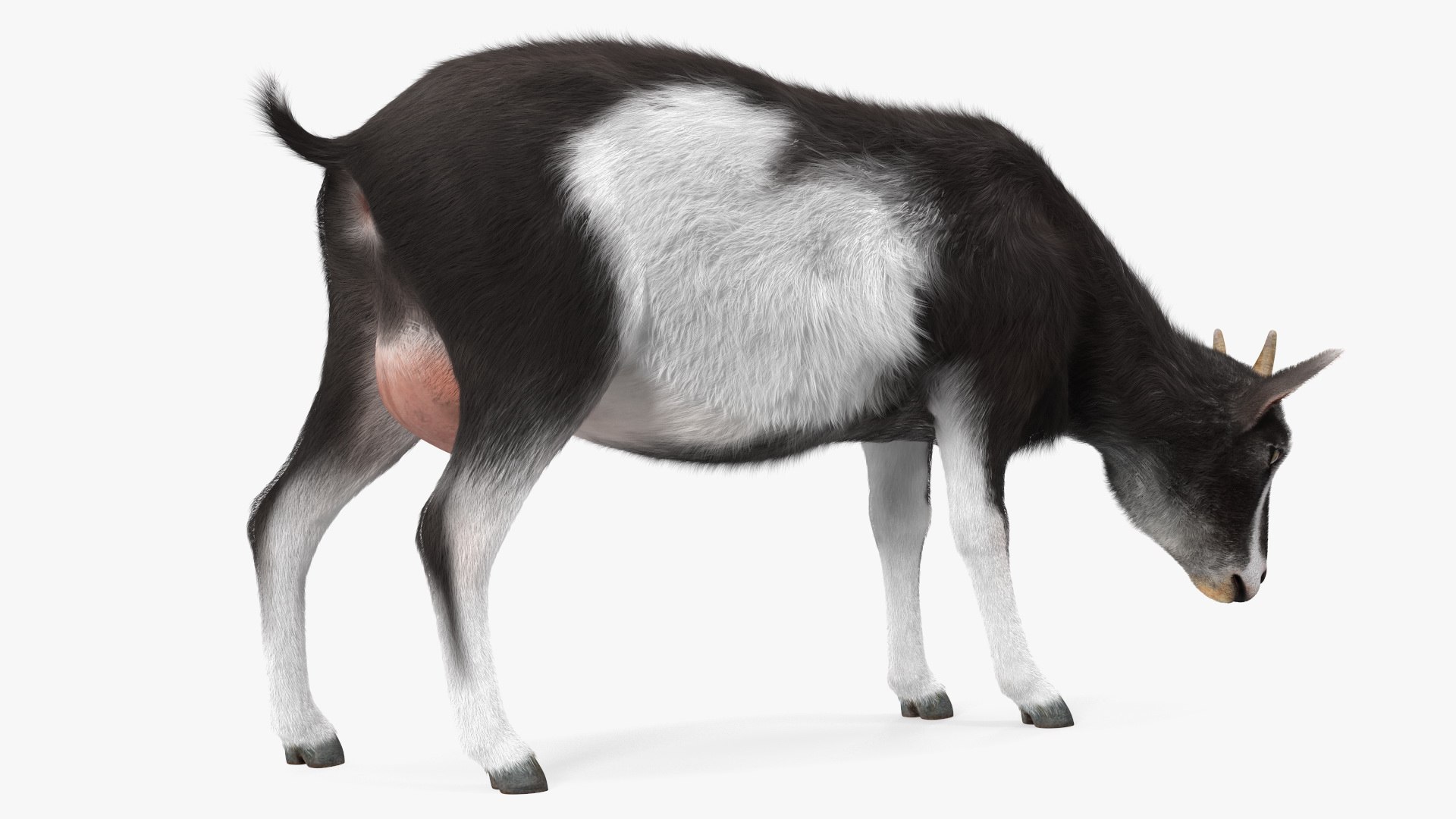 Grazing Goat Black-White Fur 3D Model - TurboSquid 1991644
