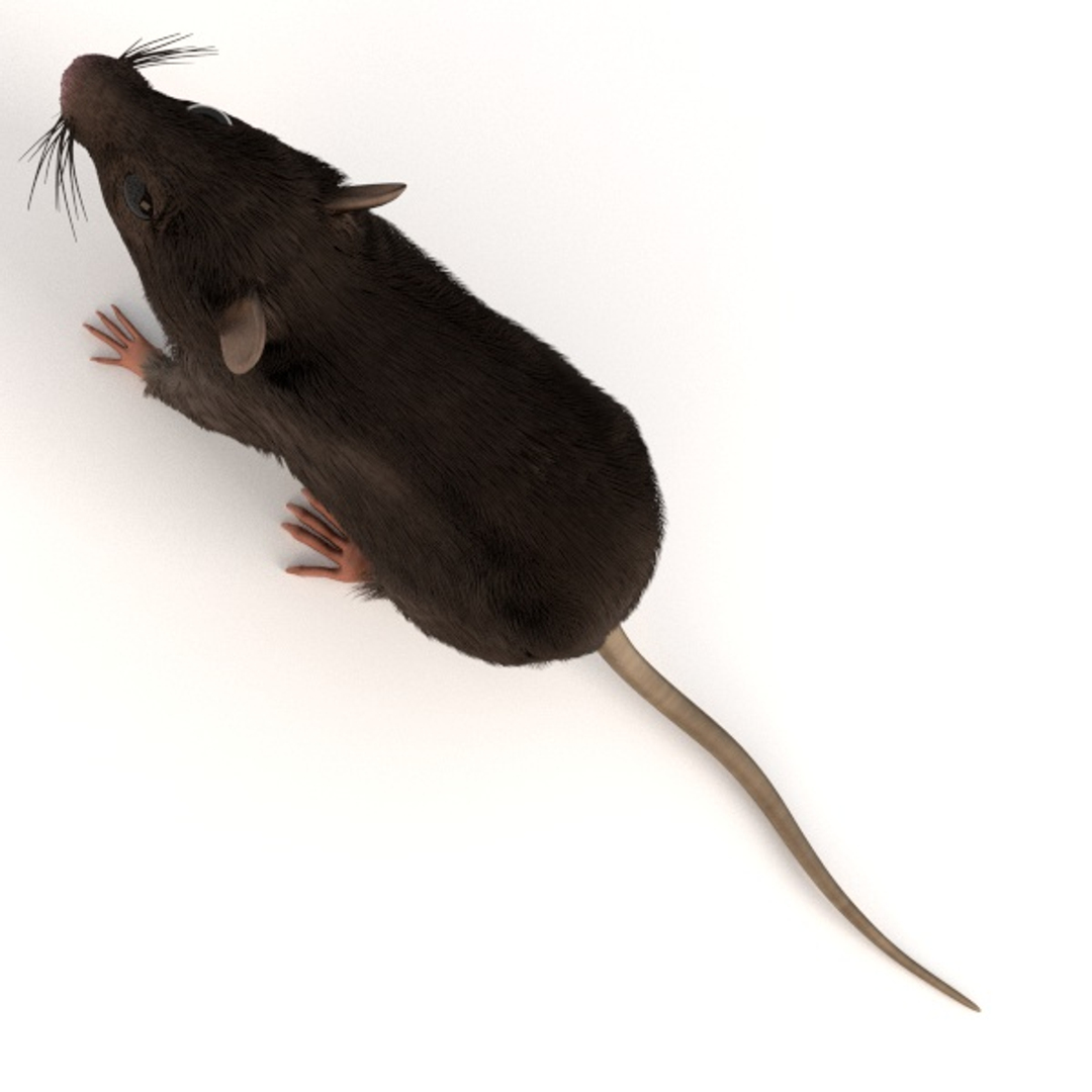mouse mus musculus 3d 3ds