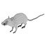 Mouse Mus Musculus 3d 3ds