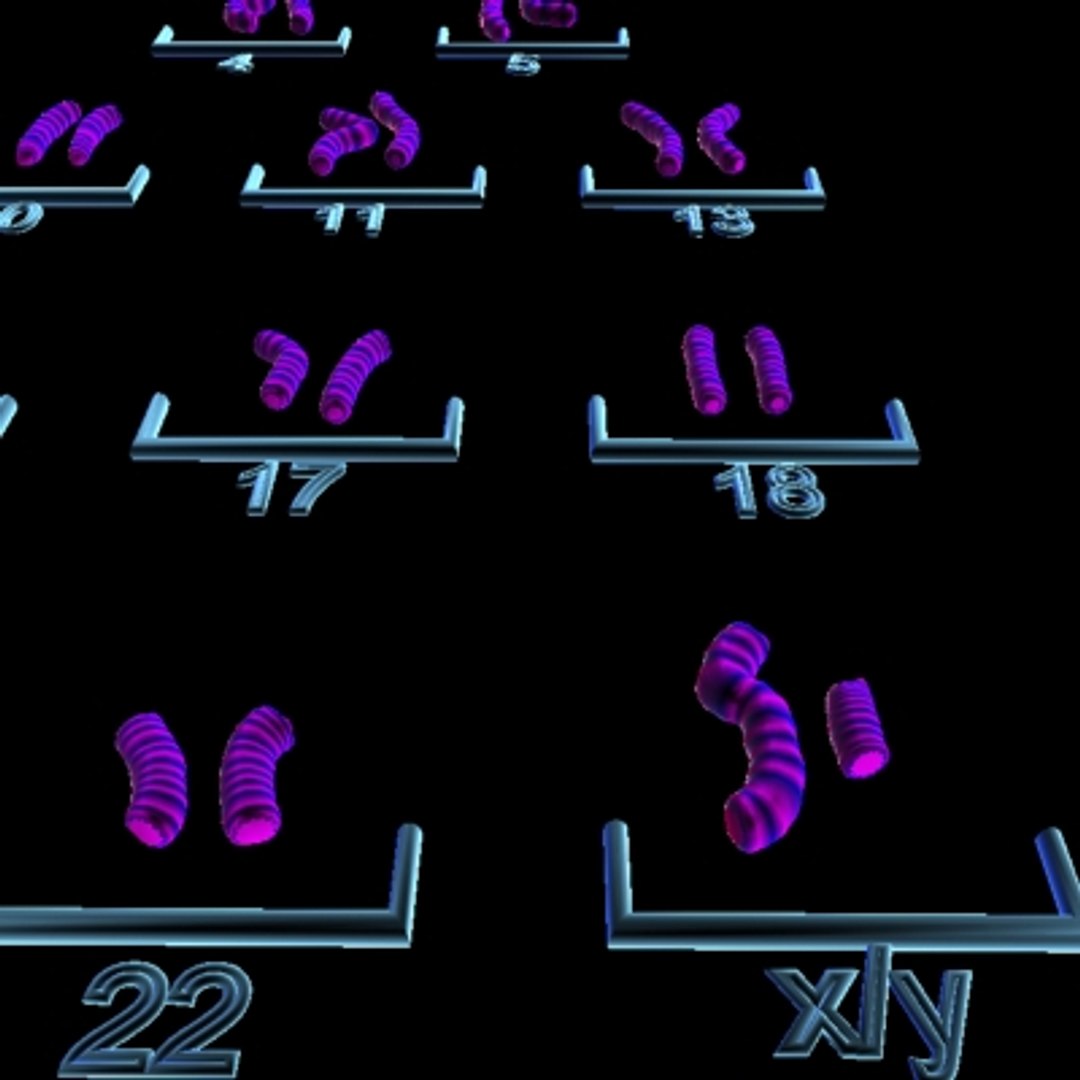 Human Chromosome Set 3d Model