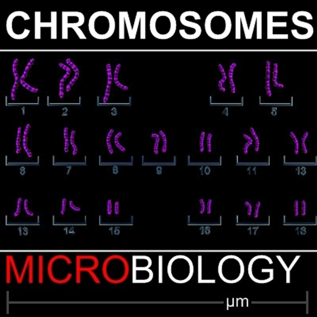 Human Chromosome Set 3d Model