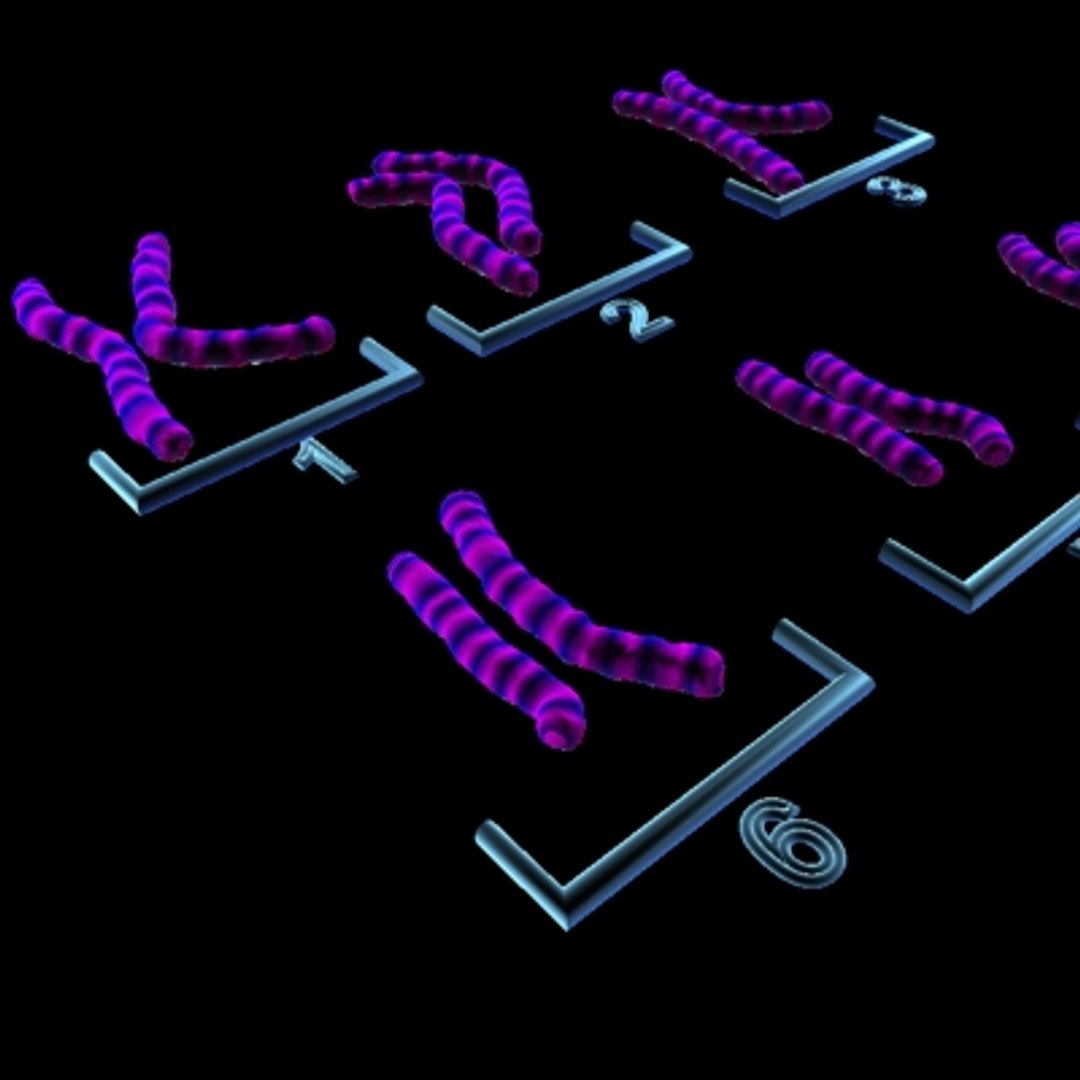 Human Chromosome Set 3d Model