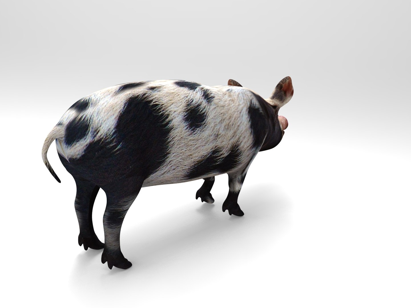 Pig Rigged Animation 3D - TurboSquid 1212849