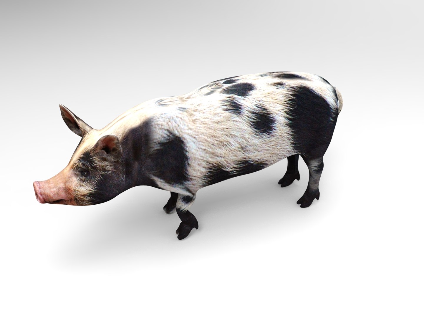 Pig Rigged Animation 3D - TurboSquid 1212849