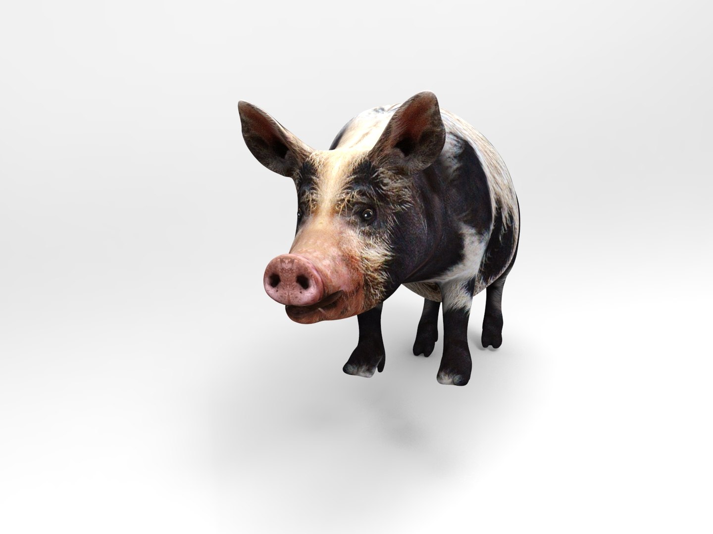 Pig Rigged Animation 3D - TurboSquid 1212849