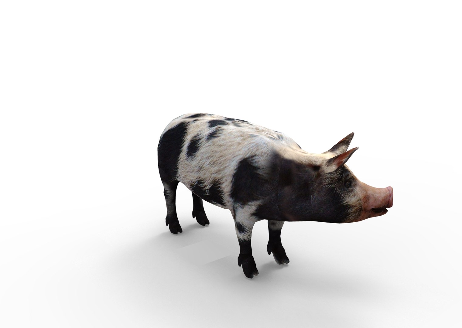 Pig Rigged Animation 3D - TurboSquid 1212849