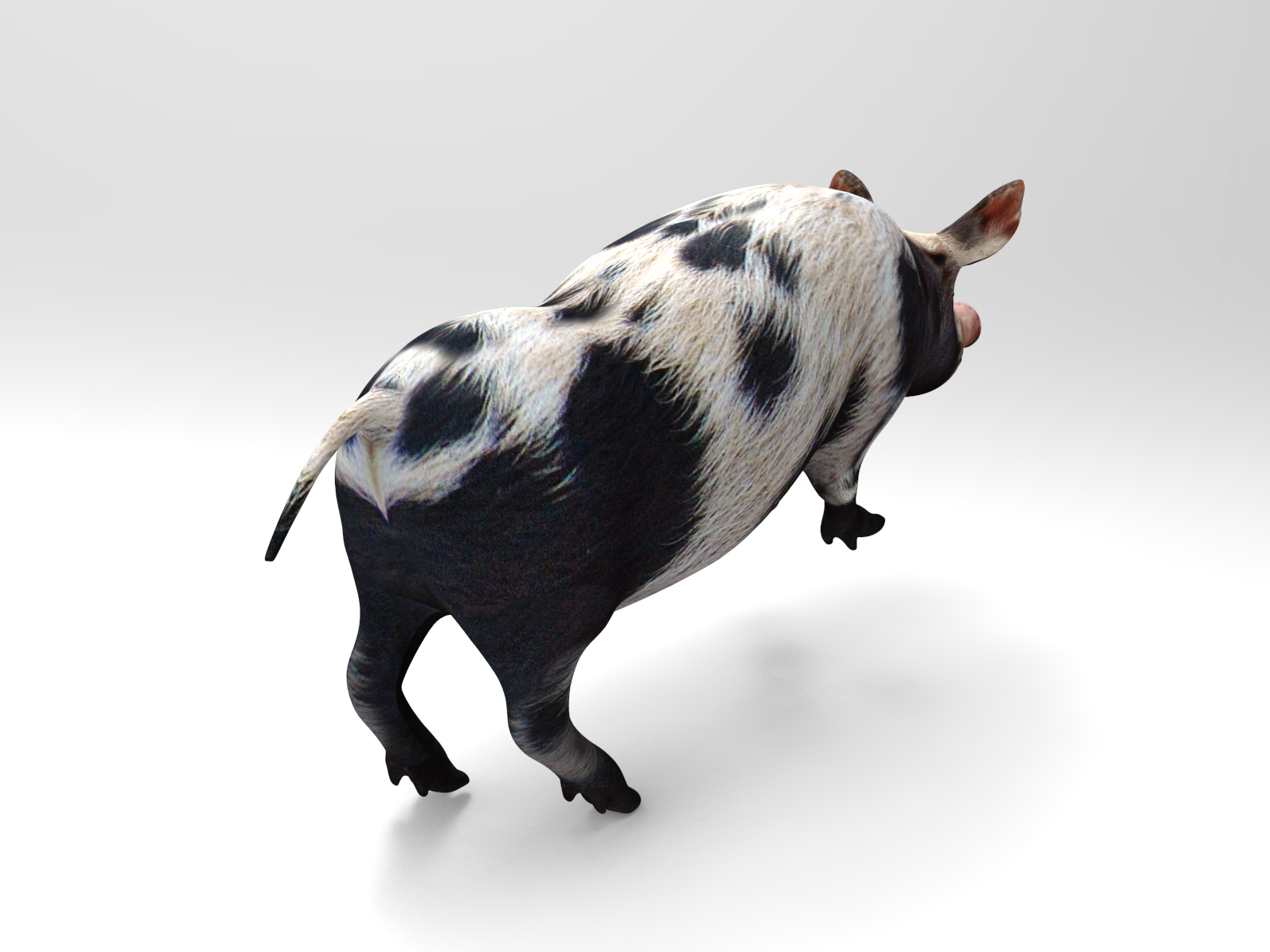 Pig rigged animation 3D - TurboSquid 1212849
