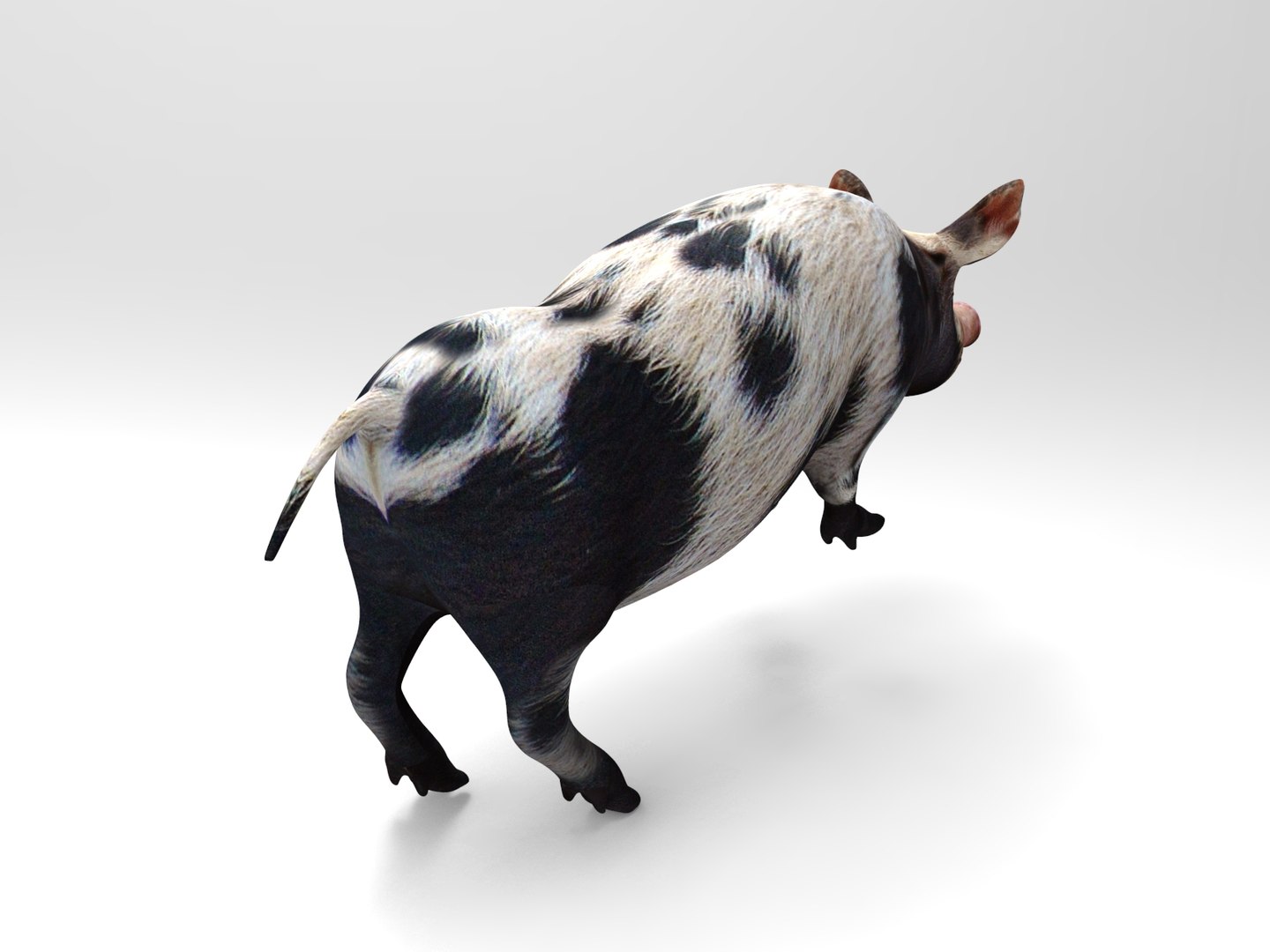Pig Rigged Animation 3D - TurboSquid 1212849