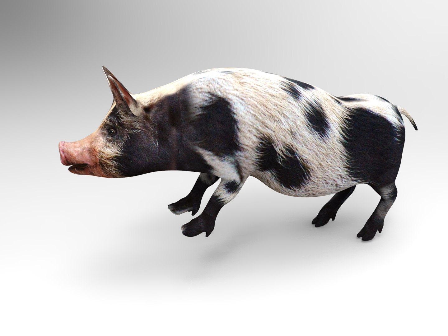 Pig Rigged Animation 3D - TurboSquid 1212849