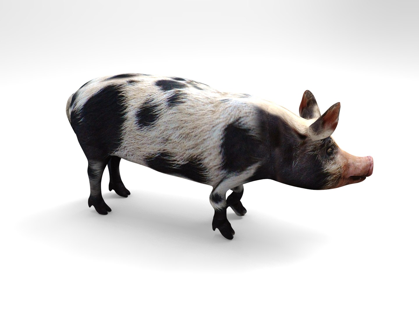Pig Rigged Animation 3D - TurboSquid 1212849