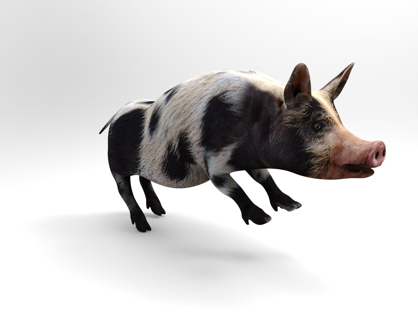 Pig Rigged Animation 3D - TurboSquid 1212849
