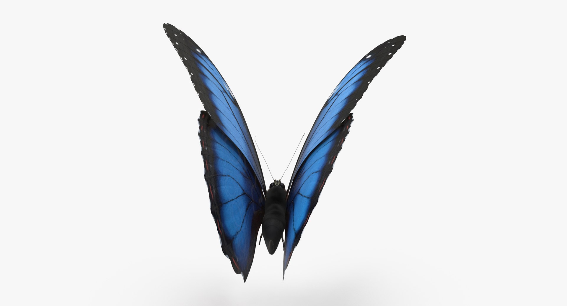 Blue Morpho Butterfly Flying Max