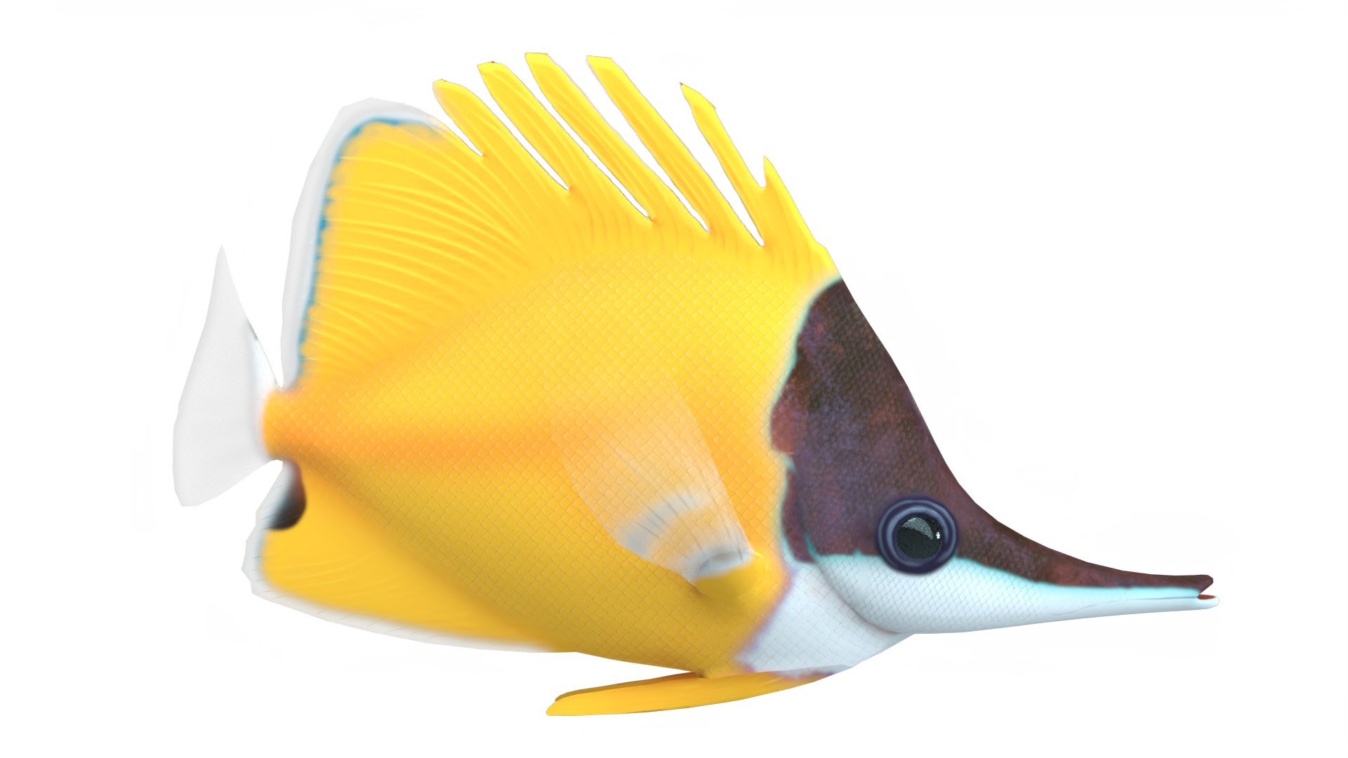 Forceps Fish Rigged 3D Model - TurboSquid 2293272