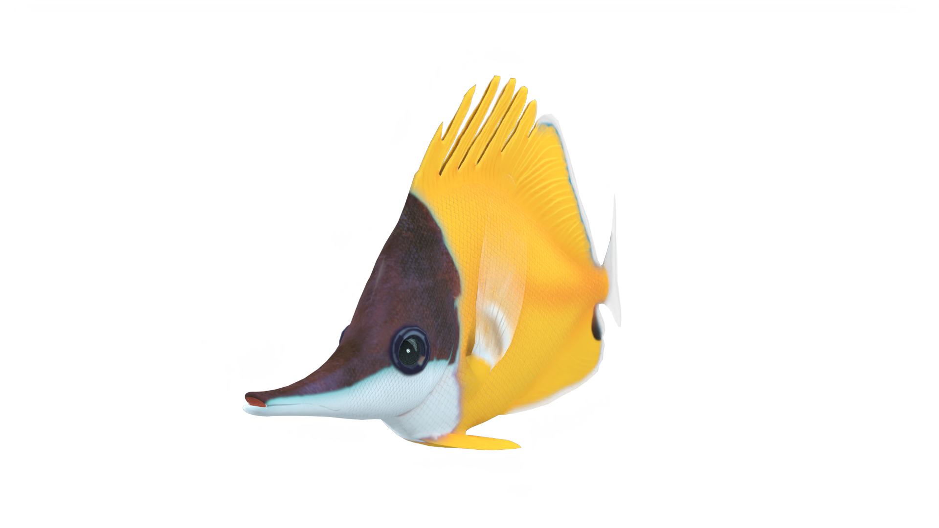 Forceps Fish Rigged 3D Model - TurboSquid 2293272
