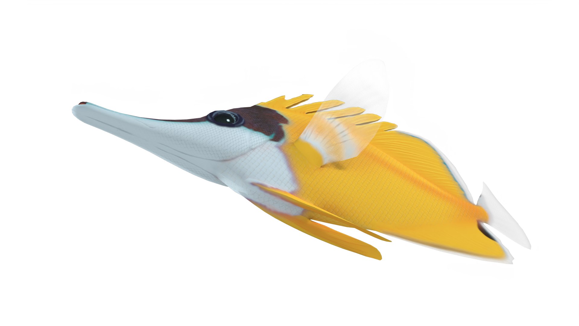 Forceps Fish Rigged 3D Model - TurboSquid 2293272