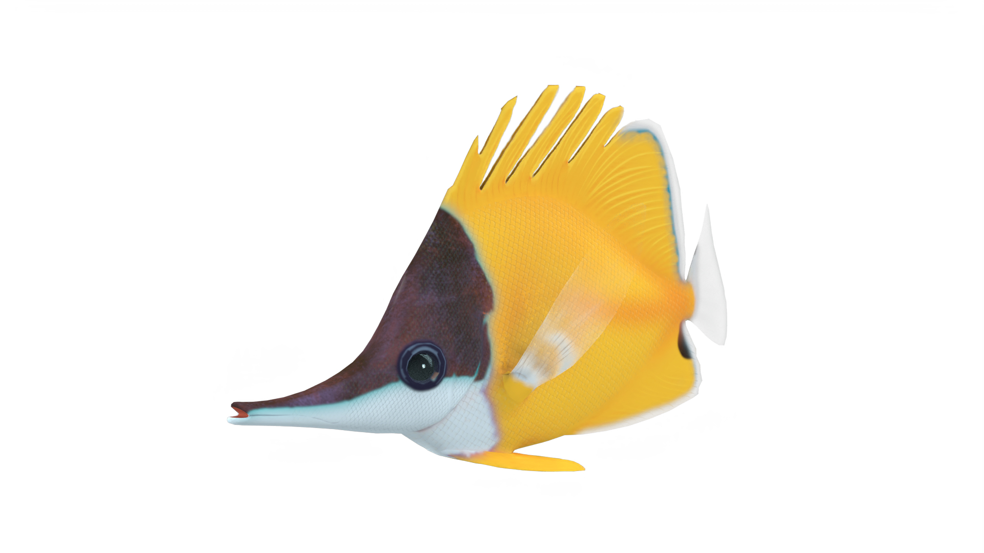 Forceps Fish Rigged 3D Model - TurboSquid 2293272