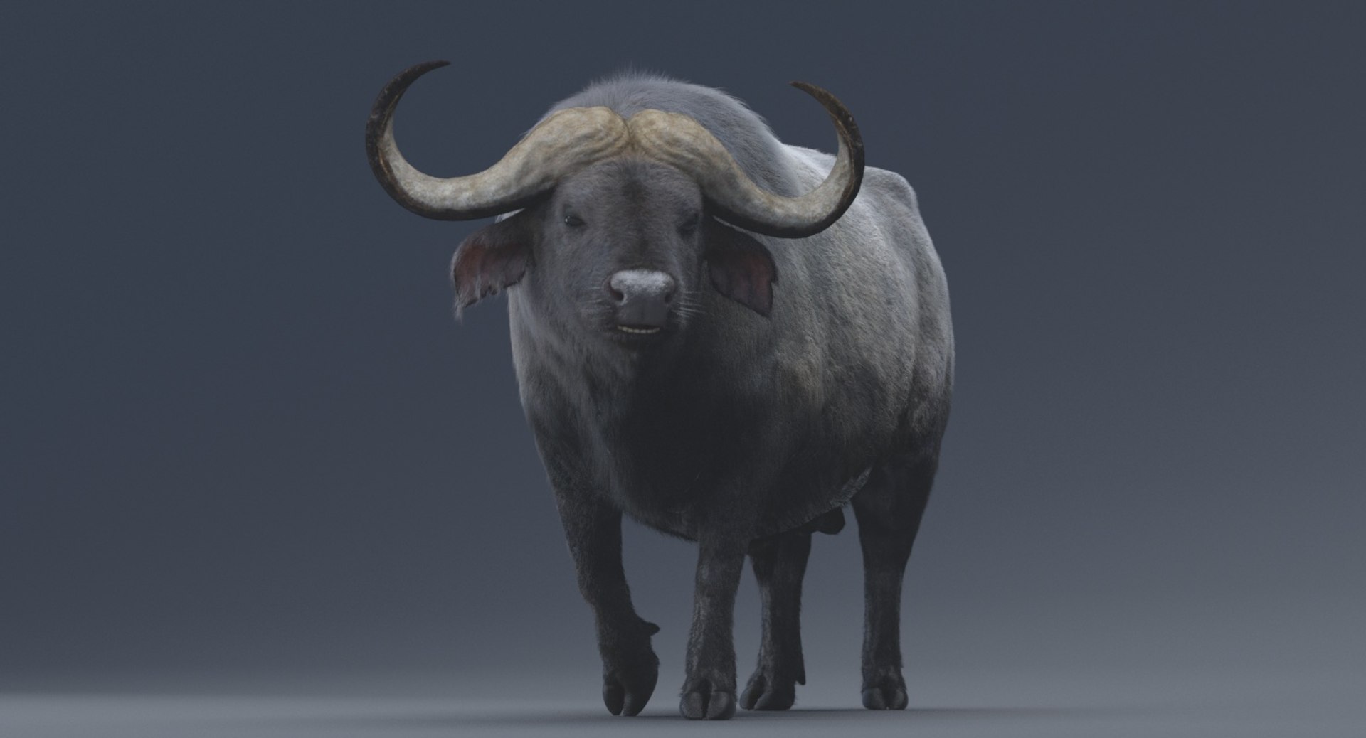 3D African Buffalo Rigged Animations Model - TurboSquid 1279397