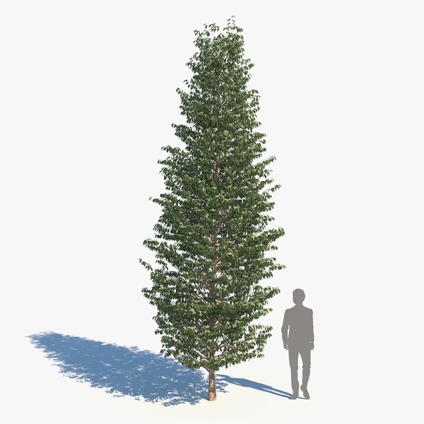 Free Blender Tree Models | TurboSquid