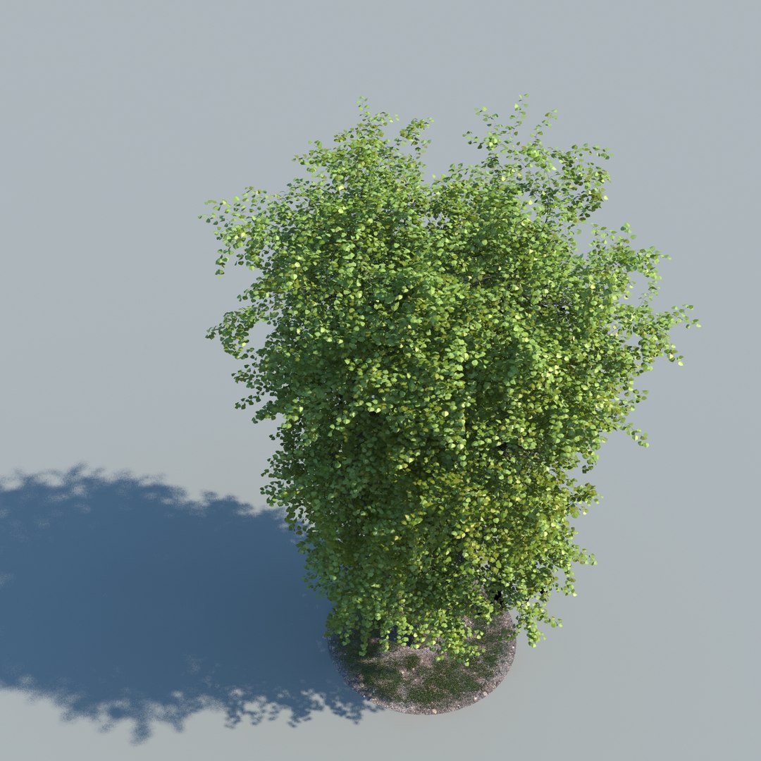 3d realistic linden tree leaf model