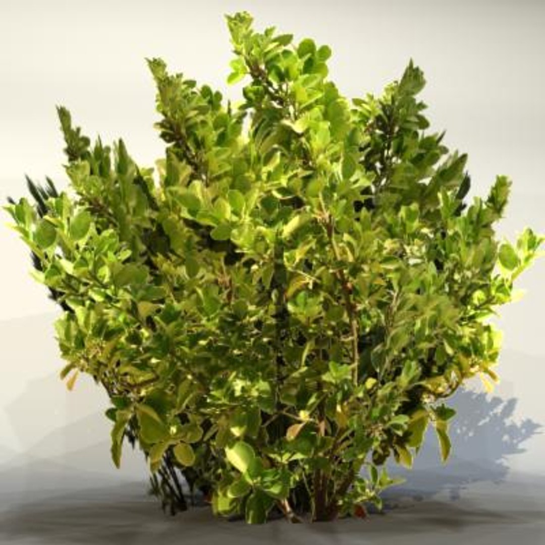 3d pc bush