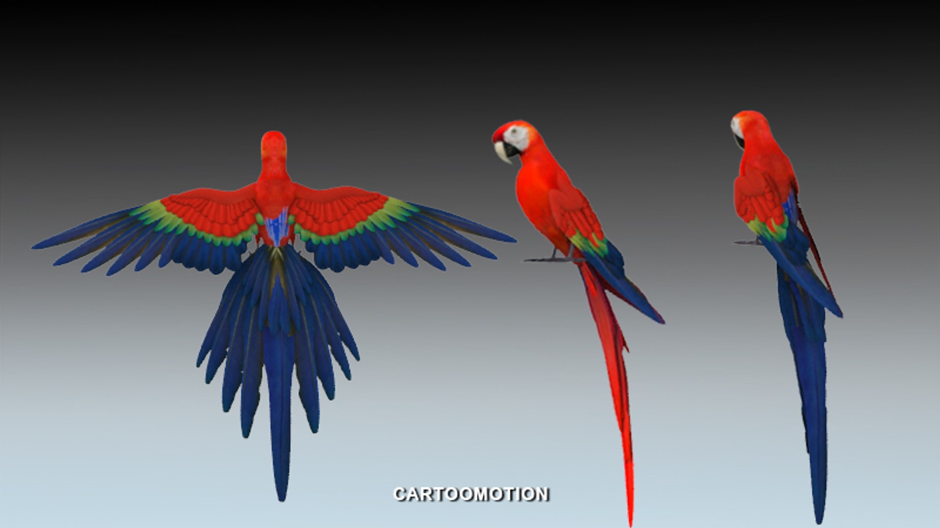 3d Red Macaw Parrot Model