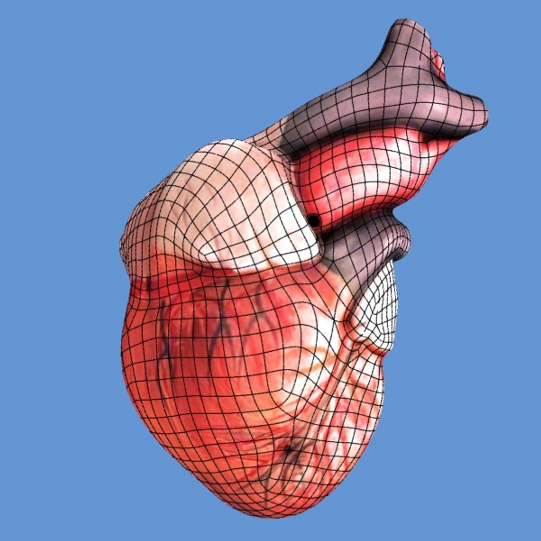 max human heart