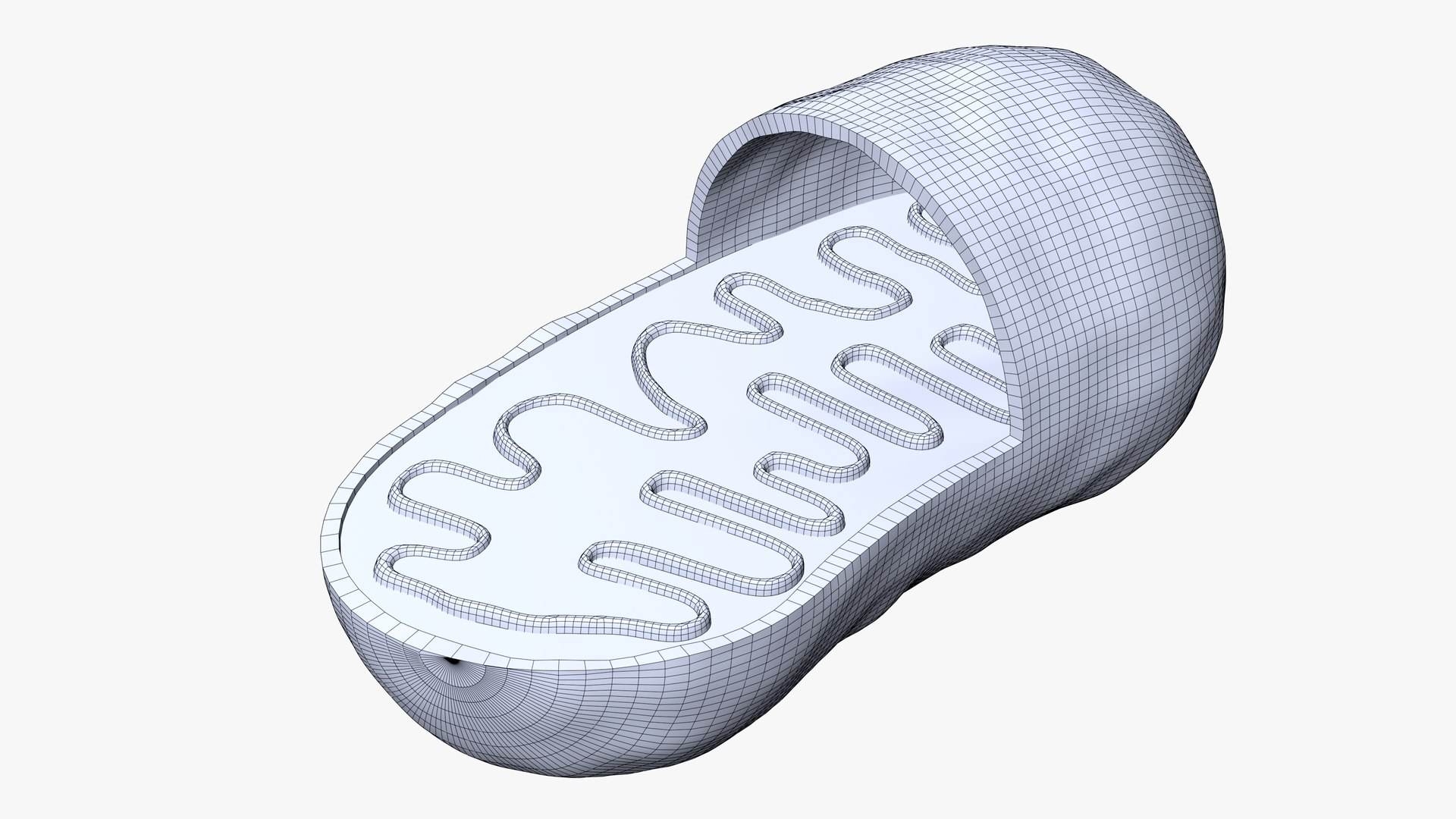 Mitochondria Model - TurboSquid 1873437