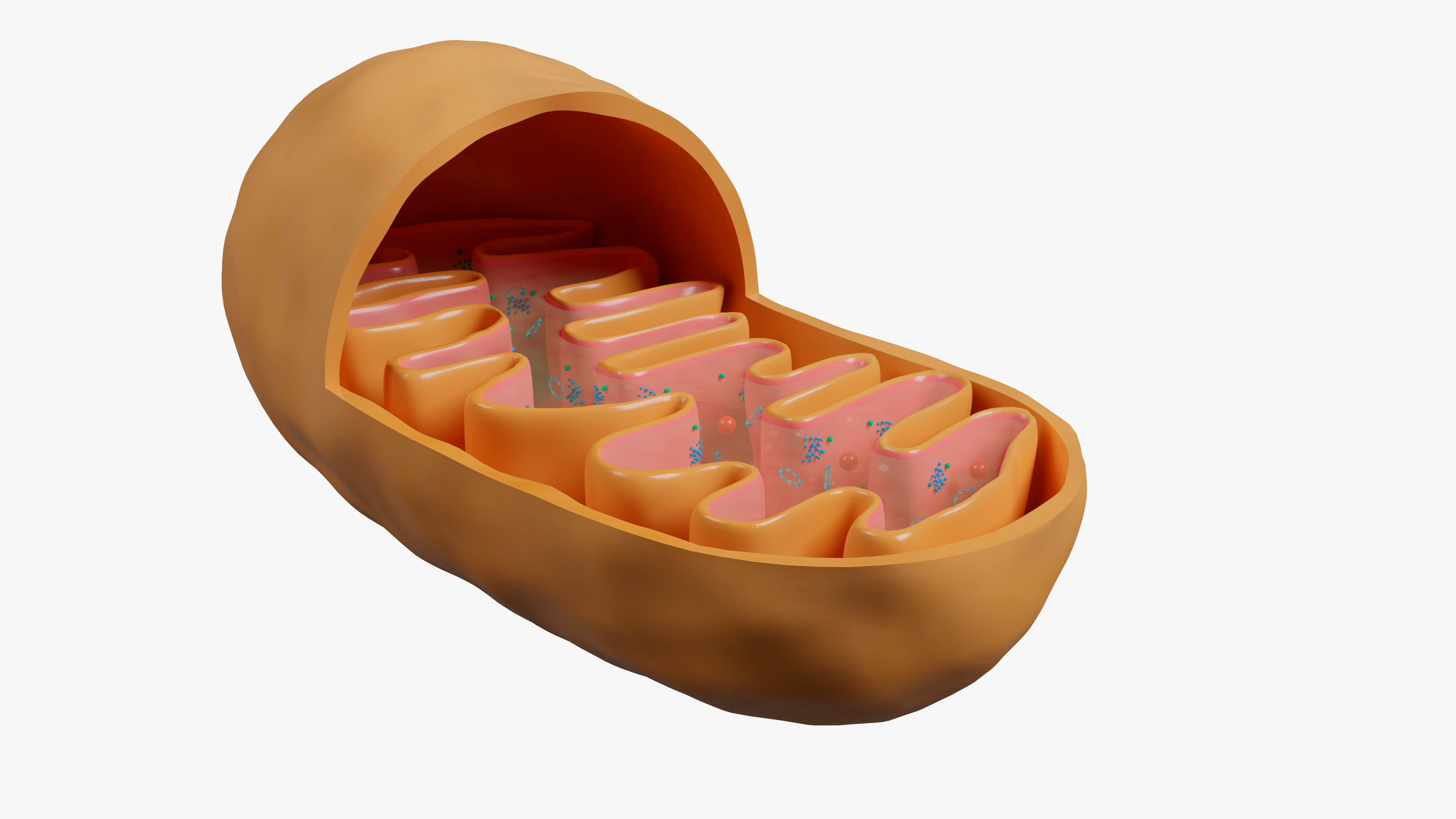 Mitochondria model - TurboSquid 1873437