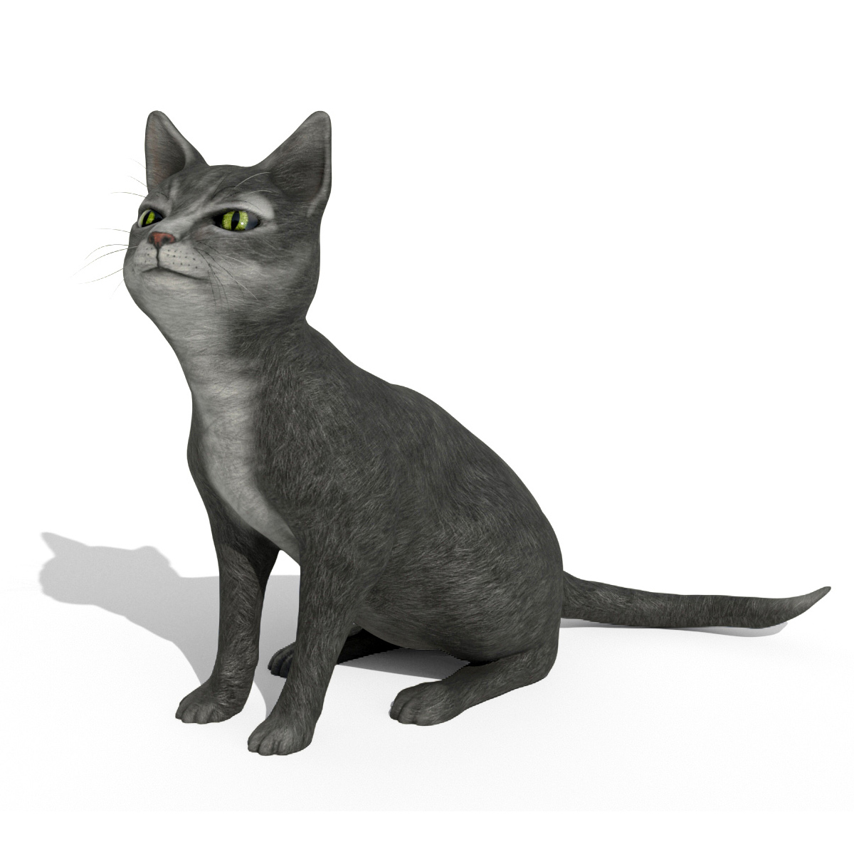 Cat pet 3D model - TurboSquid 1691246